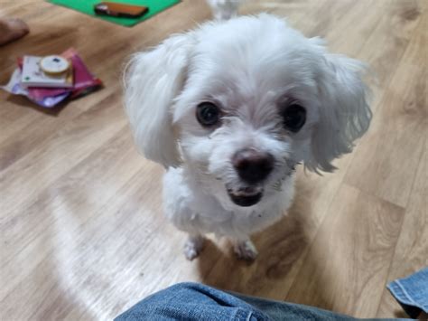 코코네 홈케어 후기 비숑프리제분양가 유기견 미니비숑 웰시코기분양 스피츠 요크셔테리어분양 먼치킨고양이 노르웨이숲고양이분양 강아지입양 고양이입양 도그마루 입양케어센터