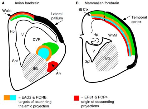 Bird Brain Diagram