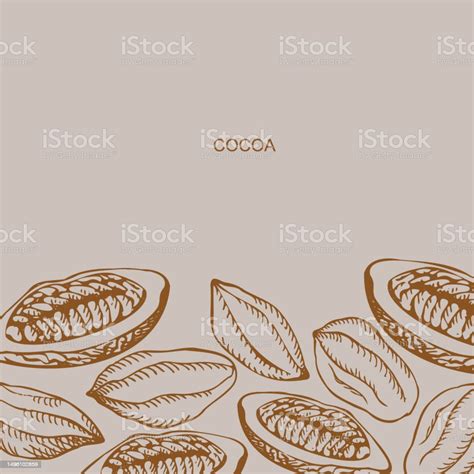 코코아 세트 배경 템플릿입니다 손으로 그린 스케치 코코아 콩과 코코아 나무 라벨 배너 포스터 엠블럼 카드 카페 상점 메뉴용 로고를 위한 유기농 제품 디자인 요소 벡터 고풍