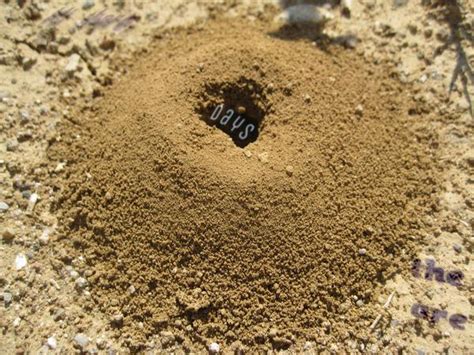 Ant Hill Text Object Detection Dataset By Ant Hill10pics