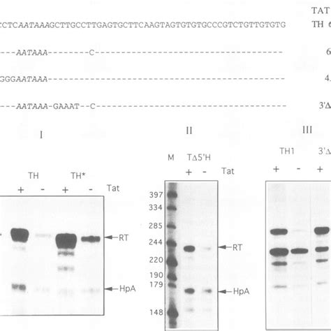 A Sequence Comparison Of The Mutated Hiv Polya Sites The Aauaaa Download Scientific Diagram
