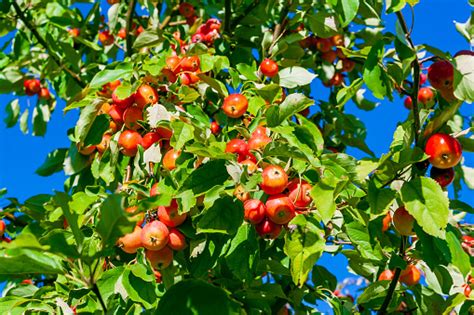 사과 나무는 사과의 풍부한 수확으로 흩어져있다 나뭇가지에 붉은 육즙이 많은 사과 0명에 대한 스톡 사진 및 기타 이미지 0명 8월 가을 Istock