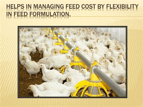 PPT Poultry Feed Enzymes PowerPoint Presentation Free Download ID 7511713