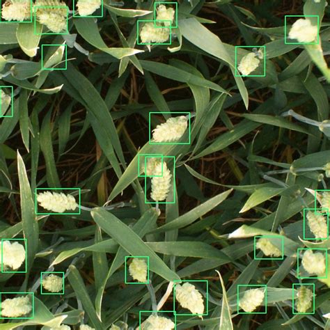 Github Marcoayman Plant Wheat Detection Using Ai This Project Analyzes The Detection And The