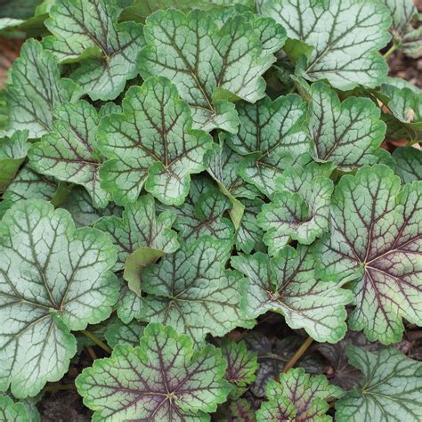 Buy Heuchera Green Spice For Only £13 — Plants2gardens