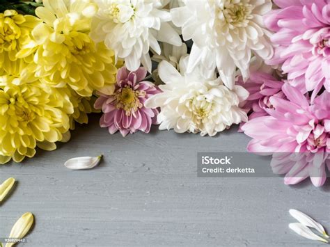텍스트에 대 한 장소를 가진 회색 콘크리트 바탕에 화려한 꽃 국화 0명에 대한 스톡 사진 및 기타 이미지 0명 국화 꽃 나무 Istock