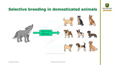 Variation And Natural Selection Igcse Biology Pdf