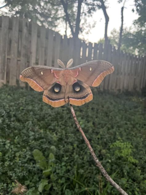 Owl Moth R Moths