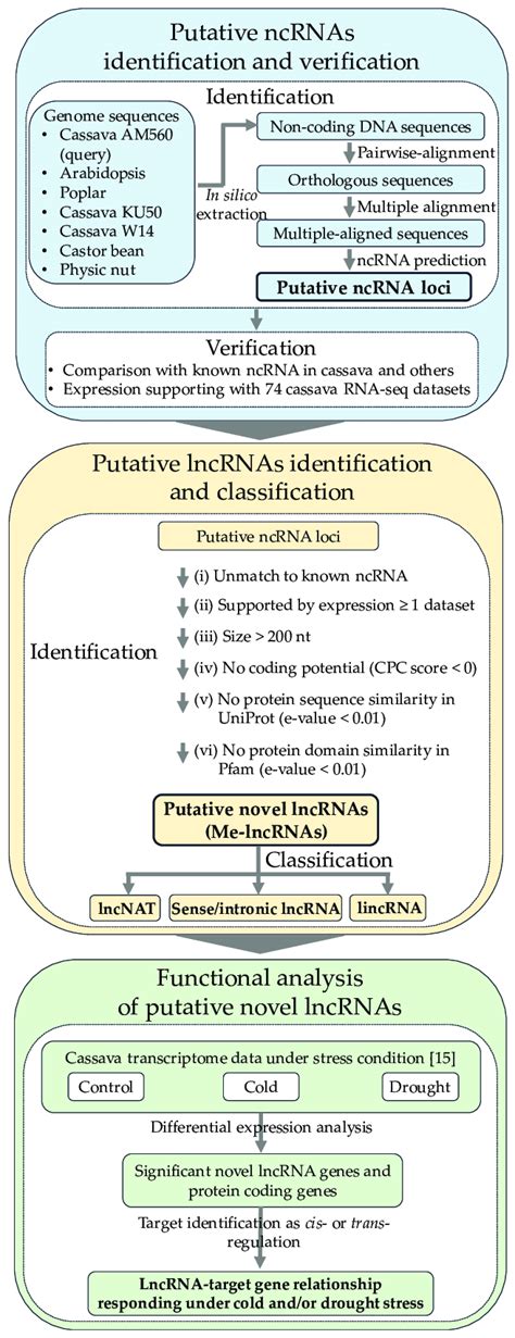 Overview Of Workflow For Putative Non Coding Rnas Ncrnas Download Scientific Diagram