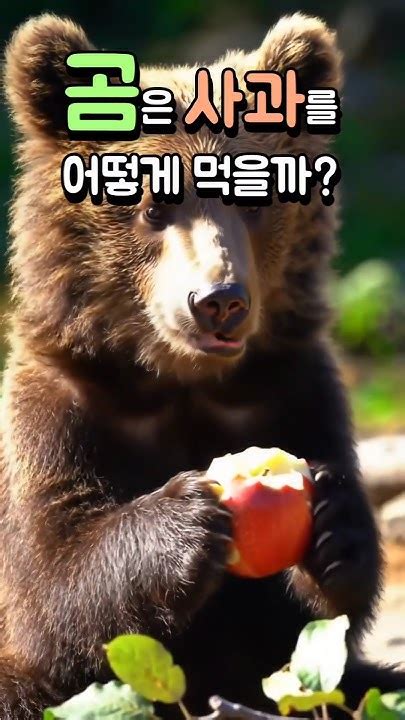 곰은 사과를 어떻게 먹을까 넌센스퀴즈 유머 아재개그 Youtube