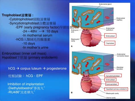 Ppt Block To Polyspermy Fast Block Powerpoint Presentation Free Download Id 5725149