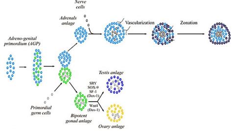 Lecture Genital Development Embryology