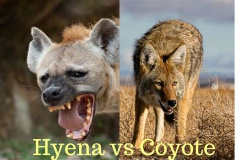 Hyena Vs Coyote [differences And Strength Comparison] Earth Eclipse
