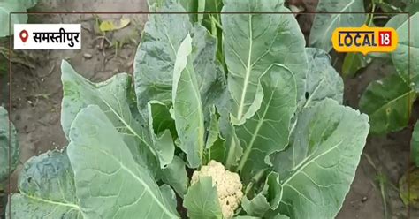 शॉर्ट टर्म इनवेस्टमेंट किसान कर रहे मौसमी सब्जी की खेती एक सीजन में कमा लेते है तगड़ा मुनाफा