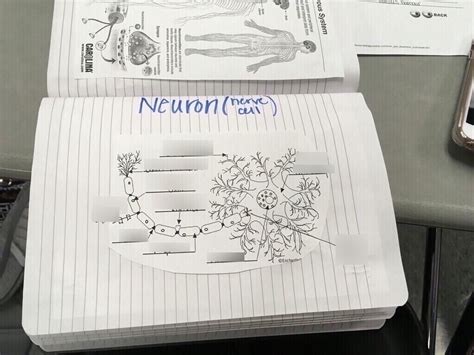 Neuron Diagram Diagram Quizlet