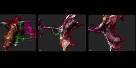 Array Tomography For Sem 3d Reconstruction Bitesize Bio