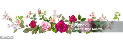 파노라마 장미 봄 꽃의 꽃다발 가로 테두리 빨강 자주색 분홍색 꽃 새싹 흰색 바탕에 녹색 잎 디지털 수채화 스타일 빈티지 벡터 그림 그리기 장미에 대한 스톡 벡터 아트 및
