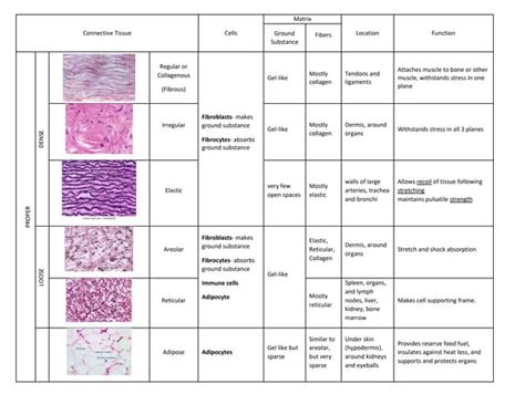 Connective Tissue Table Docx