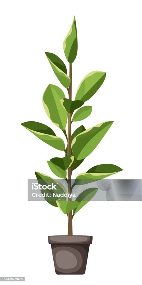 무화과 나무 엘라 스티카 냄비에 관엽 식물입니다 벡터 그림 화분 원예용품에 대한 스톡 벡터 아트 및 기타 이미지 화분 원예용품 식물 벡터 Istock