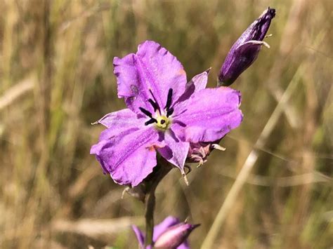 Chocolate Lilies Native Flowers That Smell Good Enough To Eat