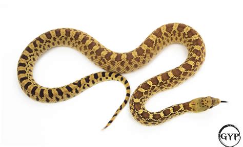 2021 Jeff Davis County Tx Locality Sonoran Gopher Snake Female U