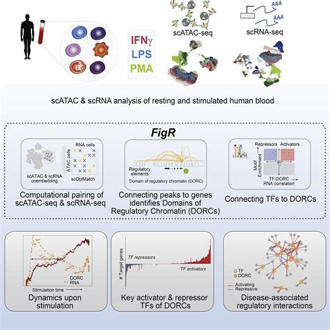 Functional Inference Of Gene Regulation Using Single Cell Multi Omics Cell Genomics