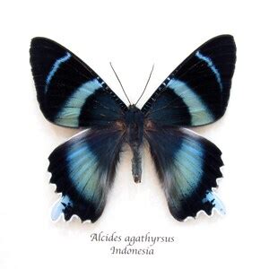 Real Blue Moth Framed Taxidermy Alcides Agathyrsus Etsy