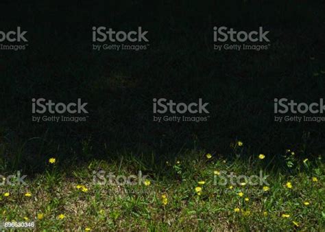 Bunga Daisy Foto Stok Unduh Gambar Sekarang Alam Anggrek Bunga Tropis Aster Keluarga
