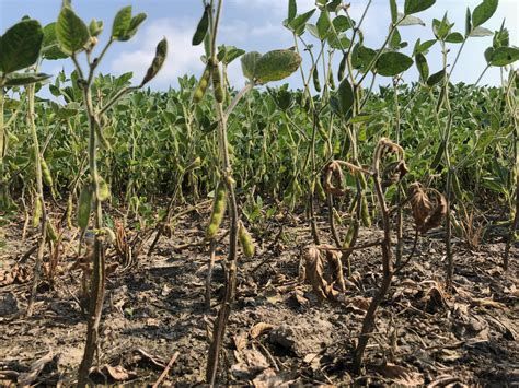 A Rapid Molecular Diagnostic Tool For Avirulence Genes For Phytophthora