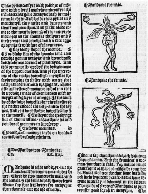 Mandrake Medicine And Myths Wellcome Collection