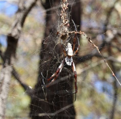 How Do Spiders Make Webs