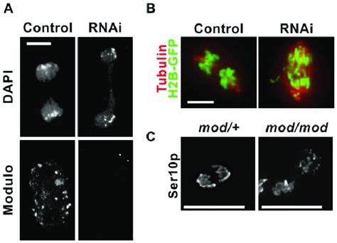 Modulo Is Required For Proper Chromosome Segregation A Modulo Was Download Scientific Diagram