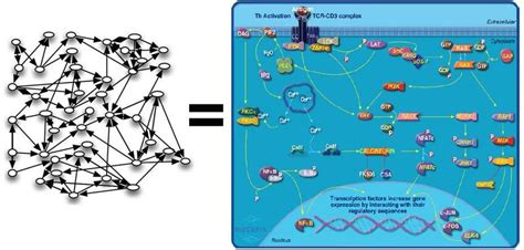 A Qualitative Representation Of A Signal Transduction Network By A