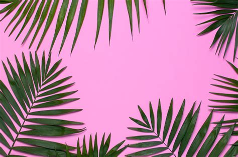 파스텔 핑크 배경에 열대 야자수 잎의 프레임 평평한 평지 상단 보기 복사 공간 여름 배경 자연 열대 잎과 창조적 인 최소한의 배경 리프 패턴 0명에 대한 스톡 사진 및 기타