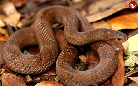 ویدیو لحظه ترسناک شکار یک مار توسط این مرد شجاع