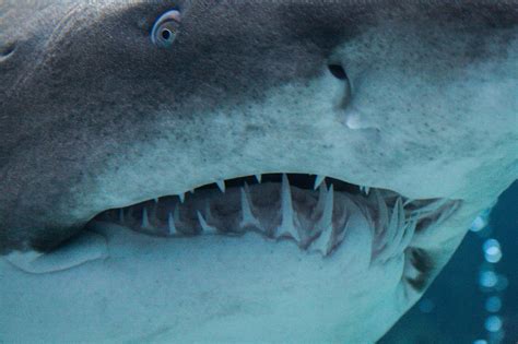 Jurassic Period Shark