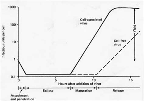 Virus Replication Cycle Flashcards Quizlet