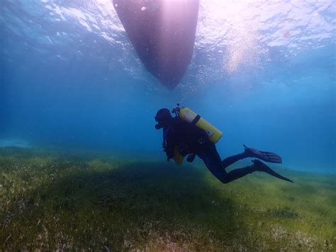 The Value Of Seagrass Earth Wise