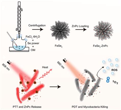 Amm最新研究 硒化铁材料通过光热 光动力联合作用实现有效抗菌 知乎