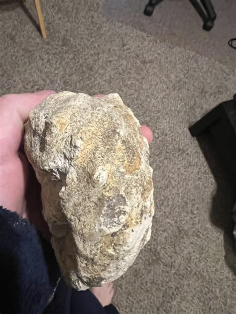 Found In North Texas Is This A Cephalopod Shell Of Some Kind R Fossilid