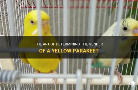 The Art Of Determining The Gender Of A Yellow Parakeet Petshun
