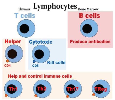 Lymphocytes
