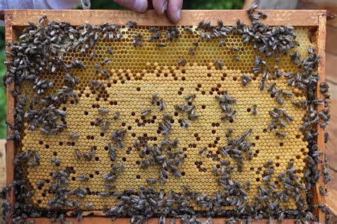 애벌레가있는 벌집꿀벌 양봉가가 프레임을 손에 쥐고 있습니다 꿀벌 무리 양봉 양봉장 아름다운 봄 날 0명에 대한 스톡 사진 및