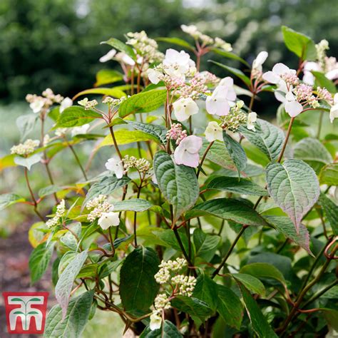 Hydrangea Serrata Hydrantea Thompson And Morgan