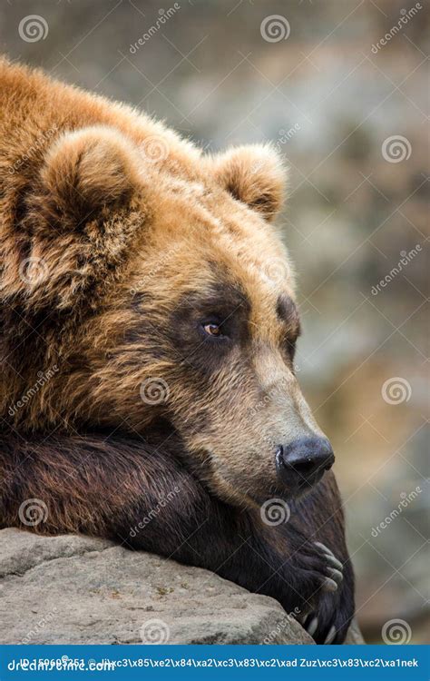 Brown Bear Kamchatka In The Nature Stock Image Image Of Wild