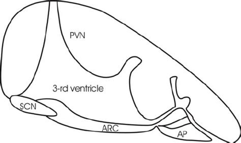 2 Diagram Of Hypothalamic Nuclei Pvn Paraventricular Nucleus Scn Download Scientific