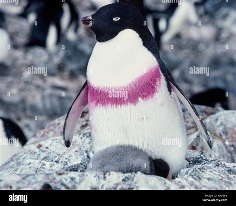A Nesting Female Adelie Penguin On Torgeson Also Torgersen Island Has