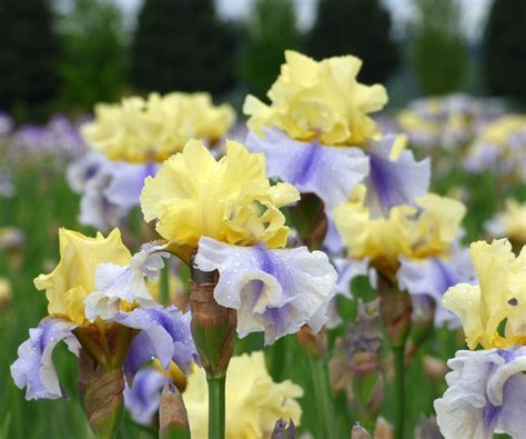 Easter Candy Iris Quart Fresh Garden Living