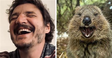 ‘x User Makes A Thread That Shows Pedro Pascal With Matching Quokkas