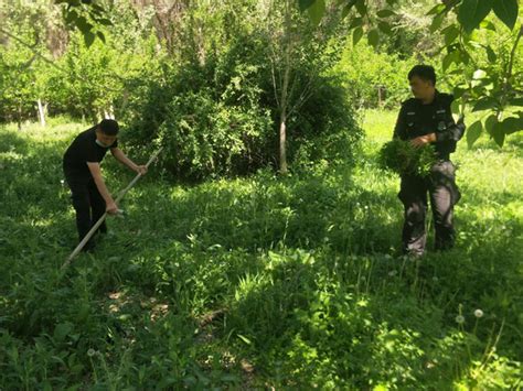 铲除野生大麻 清除潜在危害 江苏禁毒网